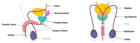 Labeled Diagram Of The Male Reproductive System Male Reprodu
