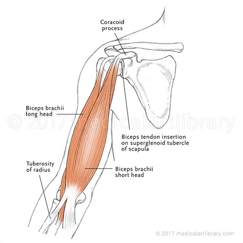 Biceps Brachii Muscle Medical Art Library