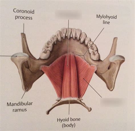 Suprahyoid And Infrahyoid Muscles Diagram Quizlet