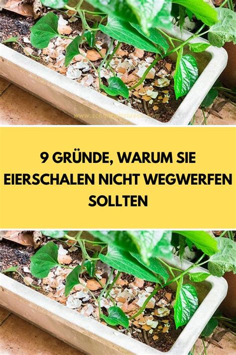 9 Gründe warum Sie Eierschalen nicht wegwerfen sollten