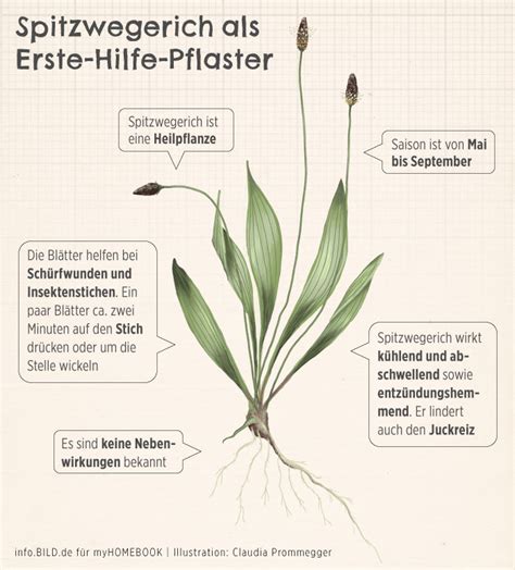 Spitzwegerich Pflanz und Pflegetipps für Heilpflanze