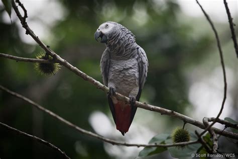 Les Peuples Autochtones Du Bassin Du Congo Expeditions Ducret