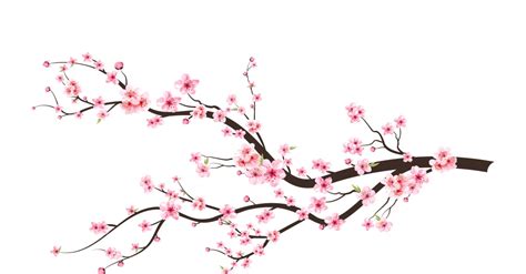 Cherry Blossom Watercolor Flower Branch TemplateMonster