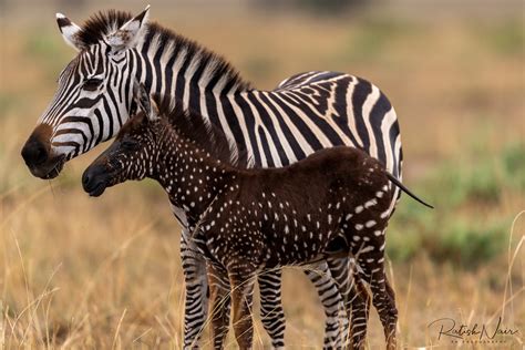 Wildlife Photo Of The Week Tira The Polka Dotted Zebra