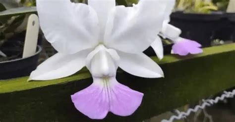 Orqu Dea Cattleya Um Guia Completo Para O Cultivo Em Casa Florescer