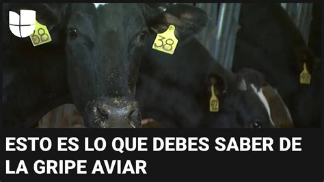 Un Humano Contagiado De Gripe Aviar Por Una Vaca En Texas Qu Debes