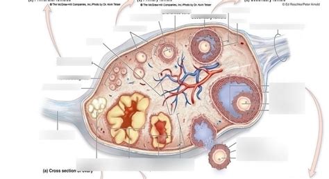Cross Section Ovary Detail Diagram Quizlet