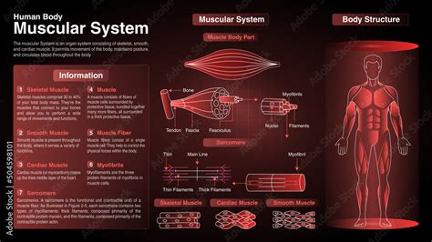 Vector Diagrams Of Human Body Muscular System Function Organs And