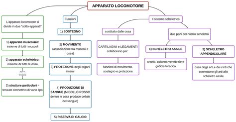 Apparato Locomotore Mappa E Riassunto