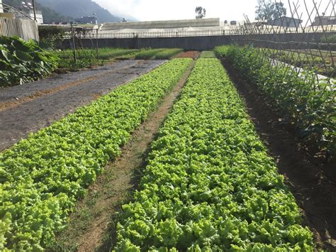 55 Mẫu Vườn Rau Đẹp Tại Nhà Dễ Làm Sáng Tạo Rau Ăn Không Hết DYB