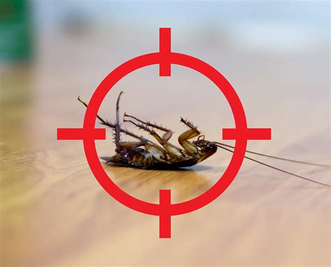 Pest Proofing Your Home A Comprehensive Guide To Pest Control