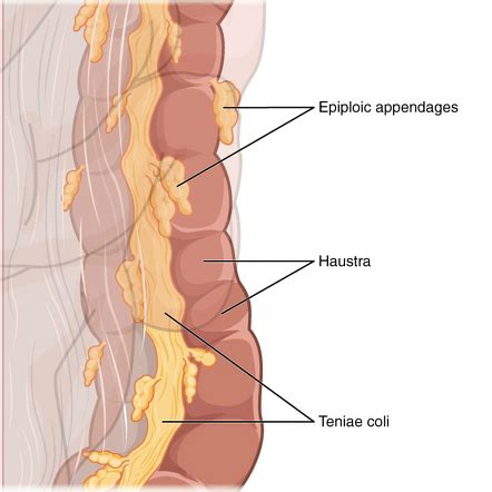 Anhvanyds Vi M B M M I Tr Ng Epiploic Appendagitis