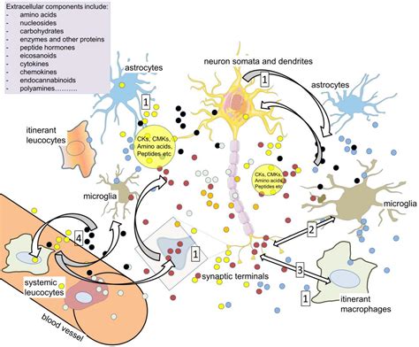 Frontiers An Integrated Cytokine And Kynurenine Network As The Basis