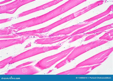 Histology Of Skeletal Muscle Under Microscope View Royalty Free Stock