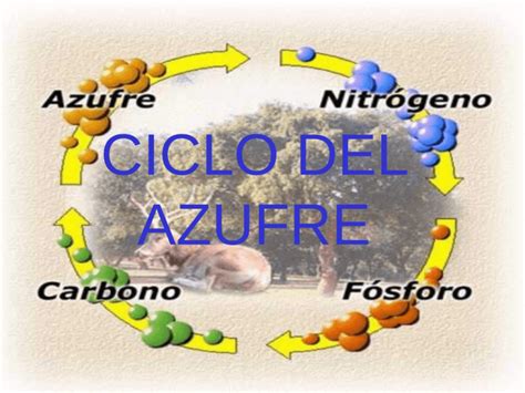Ciclo Del Azufre