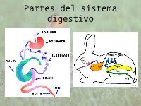 PPT SISTEMA DIGESTIVO DEL CONEJO DOKUMEN TIPS