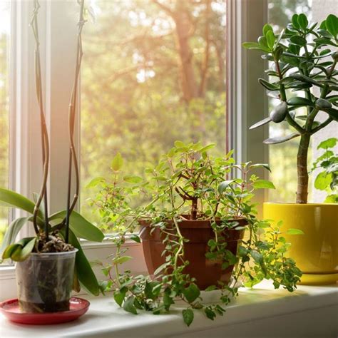 Plantas Atrae El Dinero Con Estas Plantas