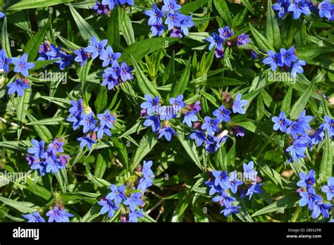 Bright Blue Flowers On Lithodora Diffusa Heavenly Blue Stock Photo Alamy