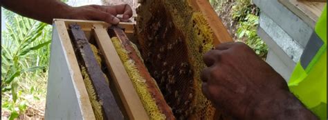 Income From Honey Production Rewarding Post Courier