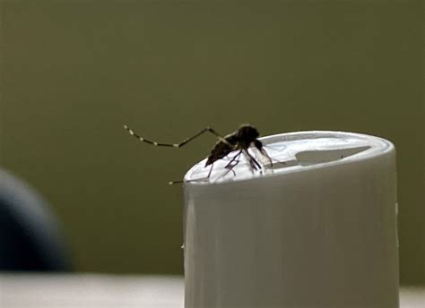 Descubren cuál es el olor de la piel humana que más atrae a los