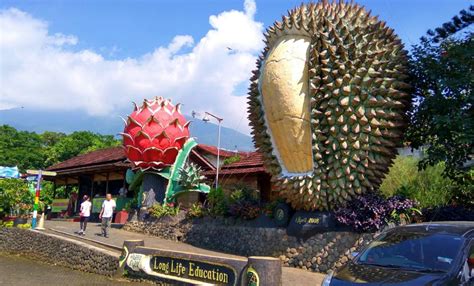 Kebun Durian Warso Farm Aktivitas Lokasi Harga Tiket 2025