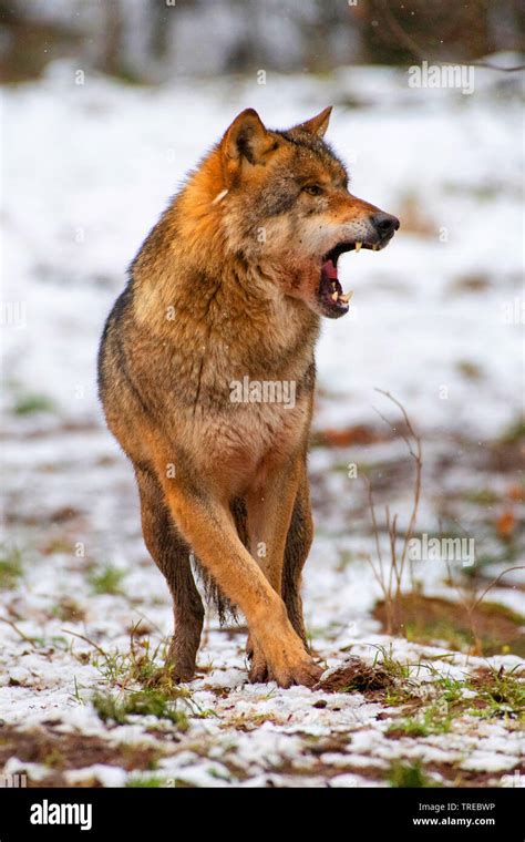 Wolf Growling Front View