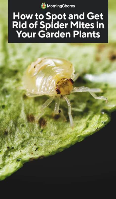 How To Spot And Get Rid Of Spider Mites In Your Garden Plants