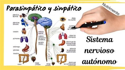 Descubre cómo el sistema nervioso autónomo simpático y parasimpático