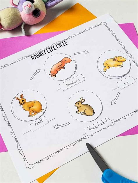 Rabbit Life Cycle Worksheets Story Living Life And Learning