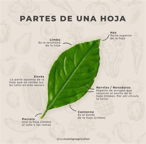 Orbita ensayo Vigilante que es el limbo de las plantas Disipación