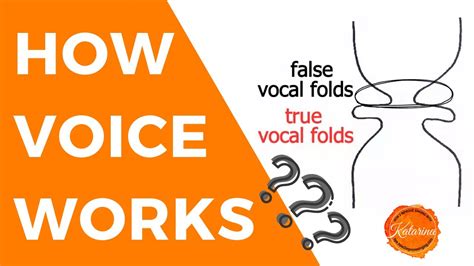 Voice Anatomy Diagram