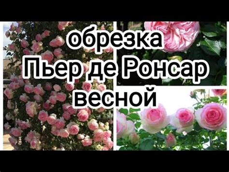 Обрезка розы ПЬЕР ДЕ РОНСАР весной rosebushes ru Ксения YouTube