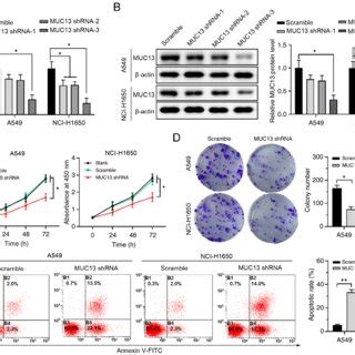 Knockdown Of MUC13 Inhibits Cell Proliferation And Promotes The