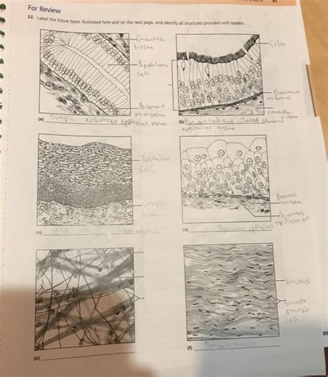 Solved For Review Label The Tissue Types Illustrate Doel Chegg