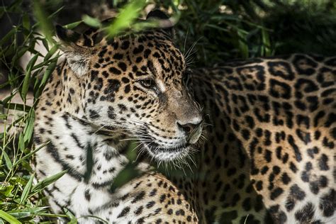Fundación Greenpeace Argentina Sin bosques el yaguareté se extingue