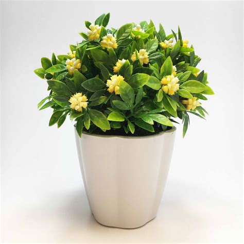 Planta Mini Gardenia En Maceta OnLine Deco