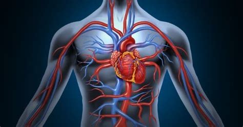 Estructura y funcionamiento del corazón y sistema cardio circulatorio