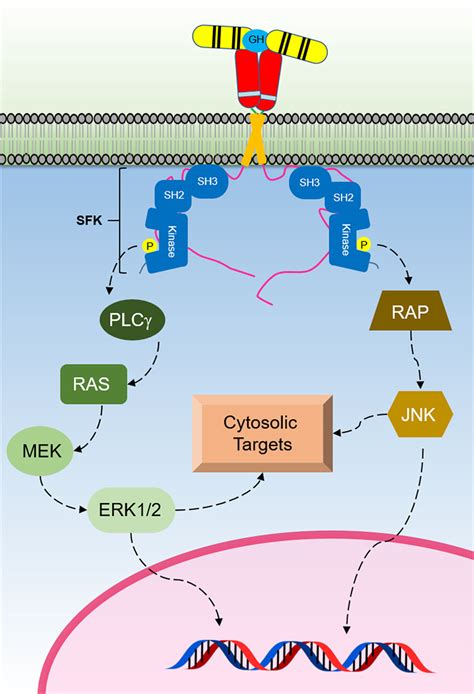 Frontiers The Growth Hormone Receptor Mechanism Of Receptor