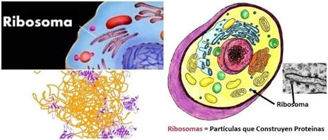 Funcion De Los Ribosomas Dinami