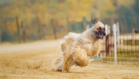 Quels Sont Les Chiens Les Plus Rapides Au Monde Le Monde Des Animaux