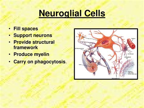 The Nervous System Two Parts Central Peripheral Brain And Spinal Cord