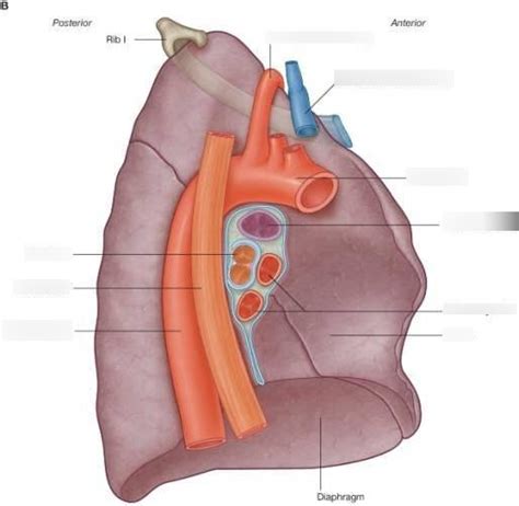 Hilum Of The Lung Diagram Quizlet