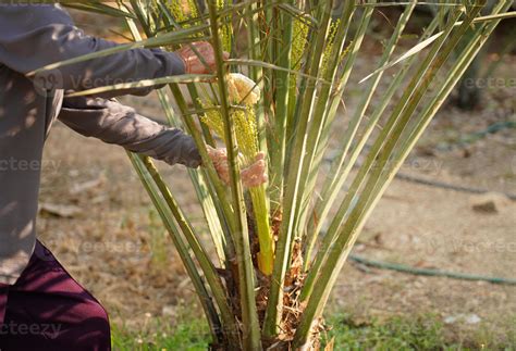 Les Jardiniers Pollinisent Les Palmiers Pollinisation Du Palmier