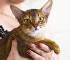 Como Coger a un Gato para que no te lastime Fácil