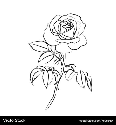 Stunning Compilation Over Rose Drawing Images In Full K Awe