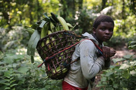 Tap African Knowledge And Culture For Congo Basin Forest Conservation