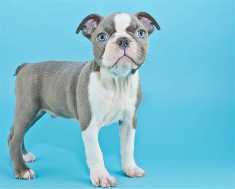 Blue Boston Terrier Facts About This Rare Color Variation Pawsafe