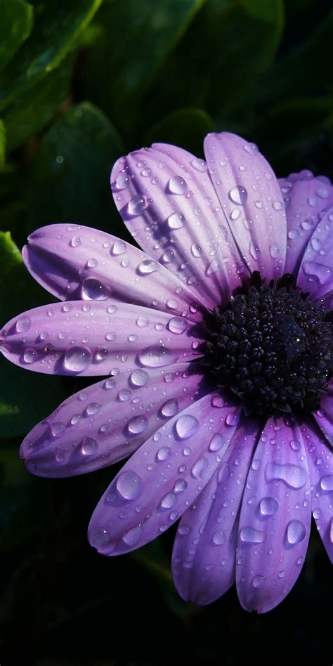 Purple Daisy Wallpaper Iphone Hd Flower Wallpaper Purple Flowers
