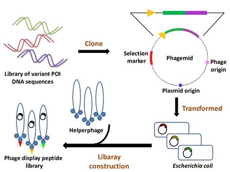 Generation Of Phage Display Library Dnas Which Encoding A Library