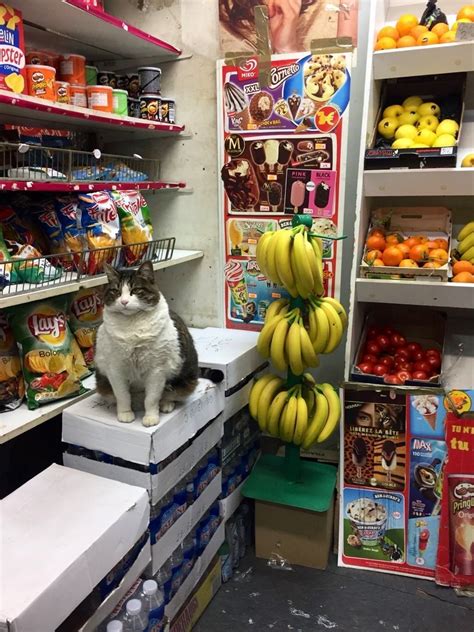 Je Vis L Enfer On Twitter Rt Bodegacats